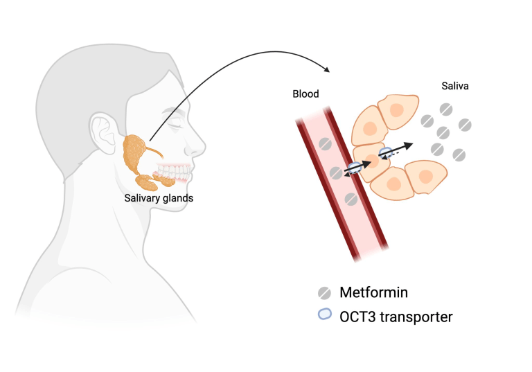 Why does metformin cause a metallic taste in your mouth? | Singapore ...